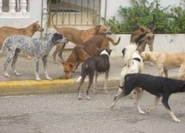 PERROS REALENGOS COPAN CALLES PUERTO PLATA - Puerto Plata Digital