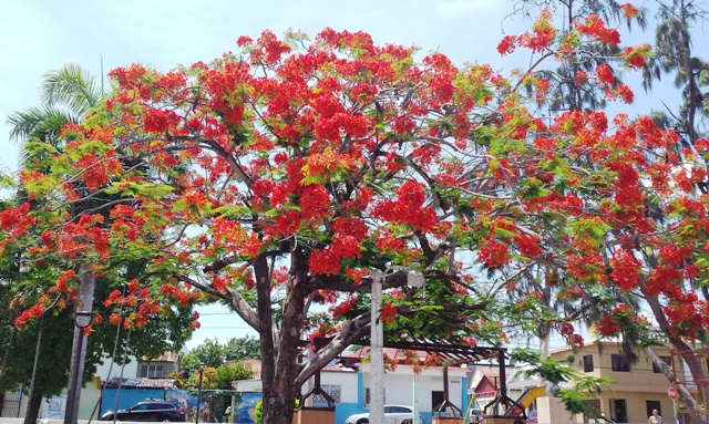 Flamboyanes y Amapolas florecidos pintan de colores comunidades de ...
