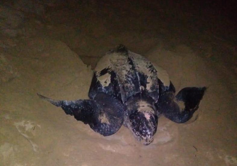 Hallan tortuga tinglar en playa El Encuentro de Cabarete, empleados de ...